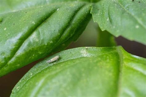 How To Grow Basil From Seed A Step By Step Guide Growfully
