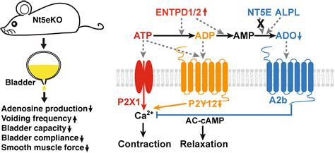 Role Of Ecto‐5′‐nucleotidase In Bladder Function Barge 2024 The
