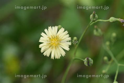 アキノノゲシの花の写真素材 200834114 イメージマート