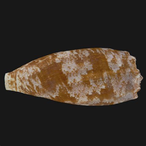 Conus Geographus Madagascar