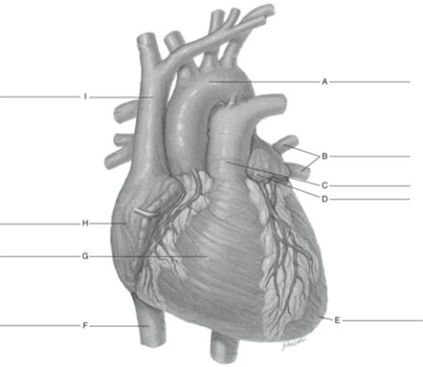 Fill In The Correct Labels For The Following Figure Using Biology