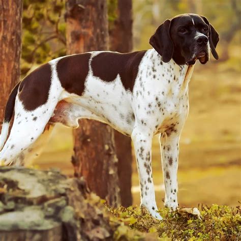 Cual Es La Mejor Raza Pointer