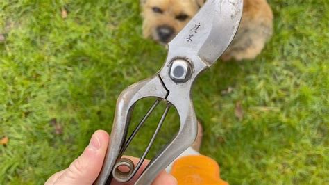 How To Prune Pear Trees Beginners Pruning Guide Garden Ninja Lee Burkhill Garden Design