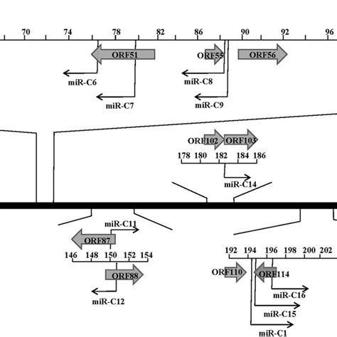 Cyhv 2 Pre Mirna Stem Loop Structures The Stem Loop Structures Were Download Scientific