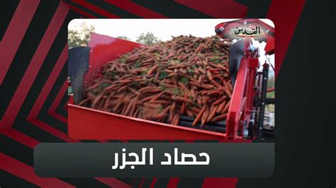 كيف يتم حصاد الجزر Youtube