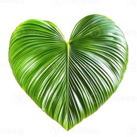 A Single Large Green Leaf Shaped Like A Heart Is Shown 59550230 Png