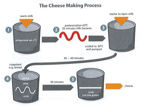 The Diagram Below Shows The Process Of Making Cheese Summarise The