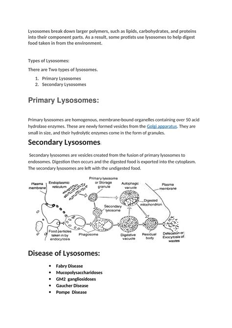 Lysosomes Docx Docx