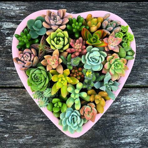 Jual Sukulen Paket 30pcs POT Shopee Indonesia