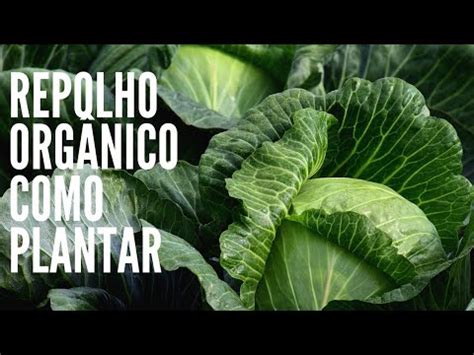 Como Plantar Repolho Em Casa YouTube