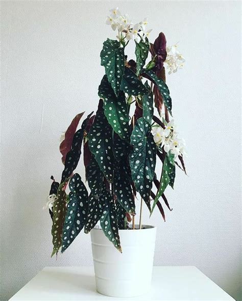 Begonia Maculata Care How To Grow Polka Dot Begonia Artofit