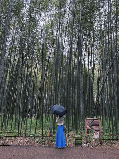 일본 교토 여행 비오는날 아라시야마 대나무숲죽림 치쿠린 가는법과 입장료 등 네이버 블로그