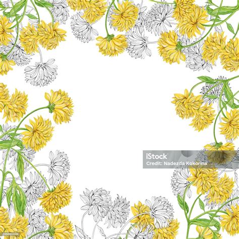 Rudbeckia 꽃 무늬 황금 공 흰색 배경 분리 개체 수레국화 데이지에 대한 스톡 벡터 아트 및 기타 이미지 수레국화