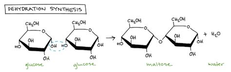 Macromolecules Diagram Quizlet