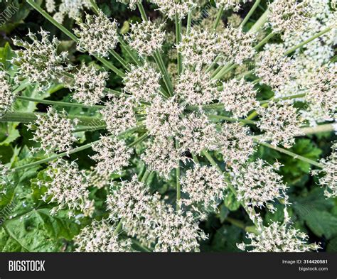 Cow Parsnip Flower Image And Photo Free Trial Bigstock Cow Parsnip Flower Image And Photo Free Trial Bigstock