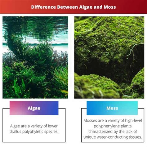 Algae Vs Moss Difference And Comparison