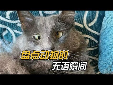动物们的无语时刻狗我是真狗你是真的狗 YouTube