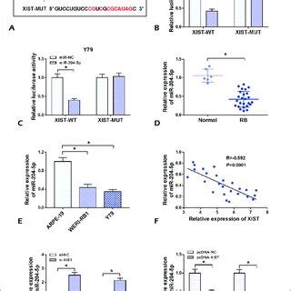 XIST Acted As A MiR 204 5p Sponge A Schematic Of The Complementary