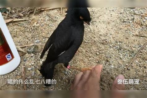 这只乌鸦太疯狂了一边咬人一边唱歌它是喝醉了吗