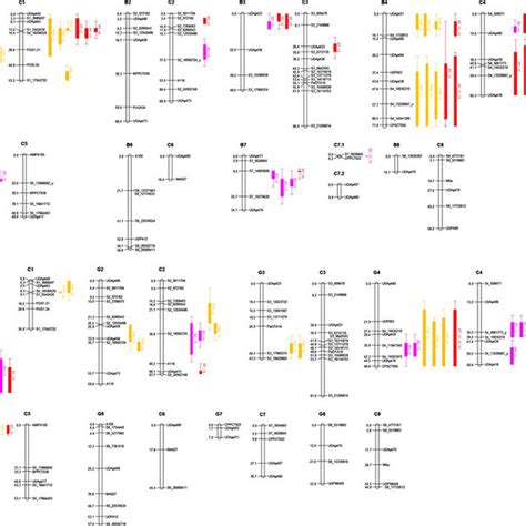 Molecular Linkage Maps Constructed With Joinmap 30 Software And