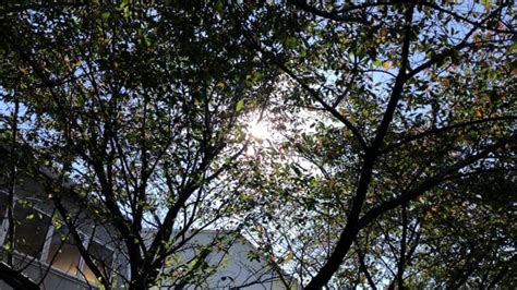 Sun Shine Summer Free Stock Video Pixabay