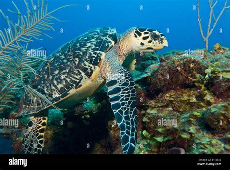 Une espèce en voie de la tortue imbriquée Eretmochelys imbricata