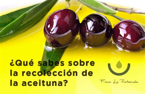 Todo sobre la recolección de la aceituna La Pontezuela