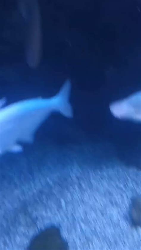 черепашка ниндзя ¡ Youtube