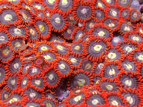 Spider Man Zoas 1 Frag 5 Heads Reef To Go Spider Man Zoas 1 Frag 5 Heads Reef To Go