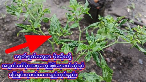 ငရုတ်ရွက်တွေမှာ ပိုးထိုးလို့အရွက်ပေါ်မှာအဖုတွေဖြစ်နေမယ်ဆိုရင်ဖြေရှင်းရမယ့်ဆေးရည်လုပ်နည်း Youtube