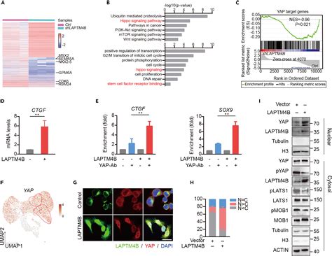 Laptm4b Yap Loop Feedback Amplification Enhances The Stemness Of