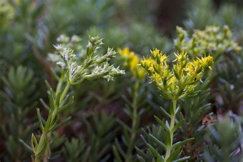 Sedum Sexangulare Introduced Eflora Of India