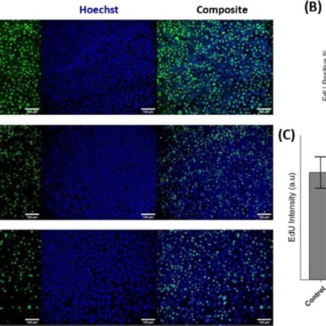 Fluorescence Imaging Of Alexa Fluor® 488 Tagged Edu As A Reference