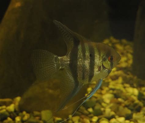 Freshwater Angelfish Pterophyllum Scalare 2022 08 20 Zoochat