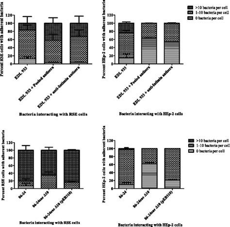 Adherence Patterns Of O157 Strain 8624 Intimin Positive And Its