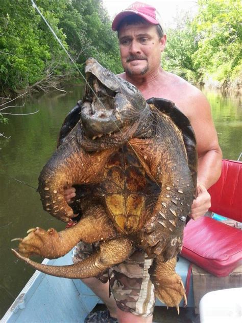 Oklahoma Angler Catches 100 Pound Alligator Snapping Turtle
