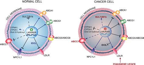 Figure From Uncoupling Nuclear Receptor LXR And Cholesterol Metabolism In Cancer Semantic