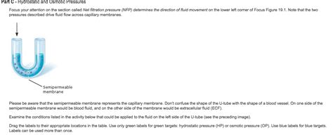 Solved Part C Hydrostatic And Osmotic Pressures Focus Your