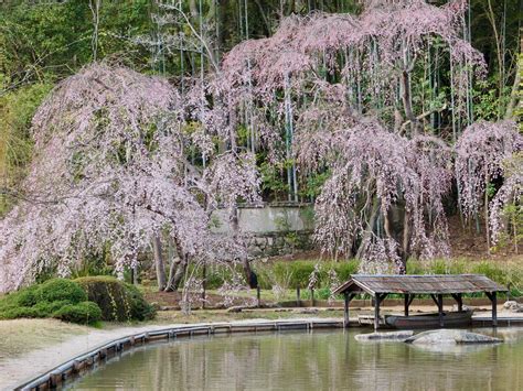 2022 曹源寺のしだれ桜見頃です