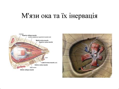 Загальна естезіологія Будова шкіри та органу зору презентация онлайн
