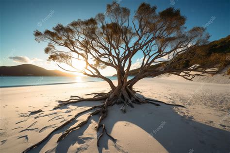 Un árbol En La Playa Al Atardecer Foto Premium