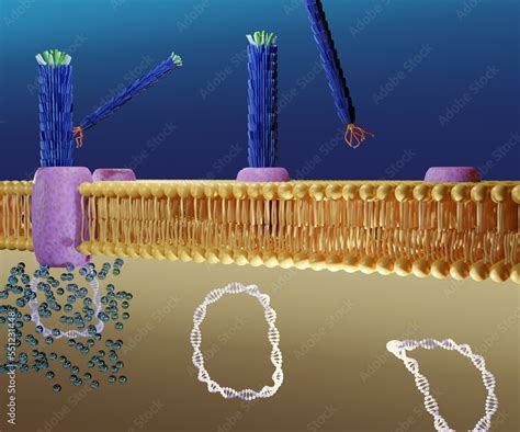 Poster Life Cycle Of Filamentous Bacteriophage M13 In Phospholipid