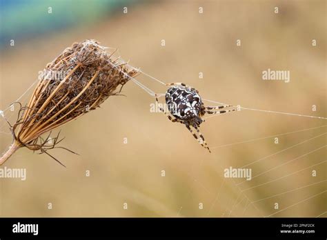 Cross Orbweaver European Garden Spider Cross Spider Araneus