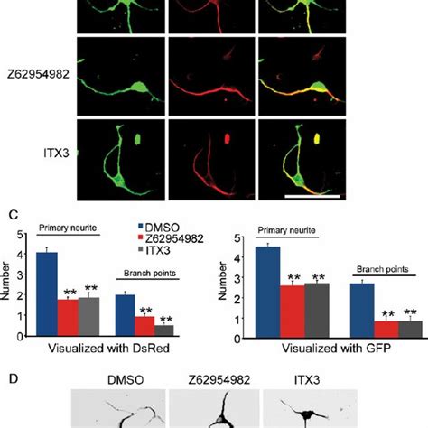 Neuronal Morphology Is Altered In Layer V Cortical Neurons In Postnatal