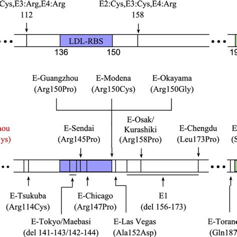 Dna Sequence Analysis For Apoe Mutation Apoe Gene Was Sequenced In