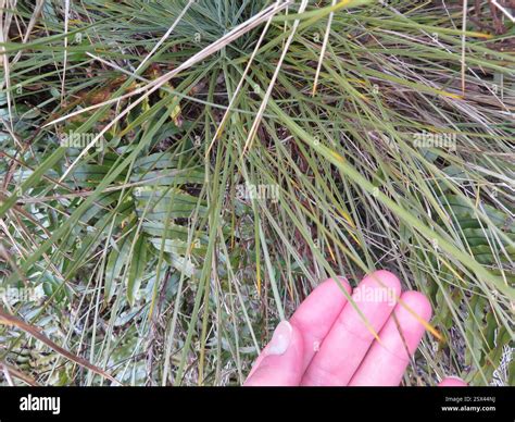 Common Speargrass Aciphylla Squarrosa Plantae New Plymouth District