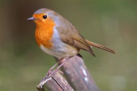 Rendre Son Jardin Accueillant Pour Le Rouge Gorge Promesse De Fleurs