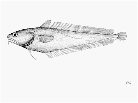 Physiculus Japonicus Hilgendorf 1879