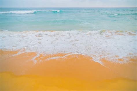 Скачать картинки Sea Of Sargasso стоковые фото Sea Of Sargasso в