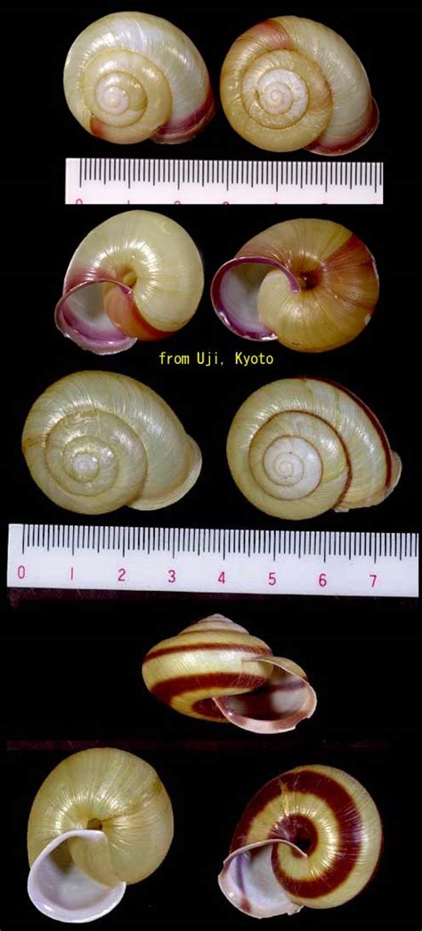 Microshells Euhadra amaliae クチベニマイマイ